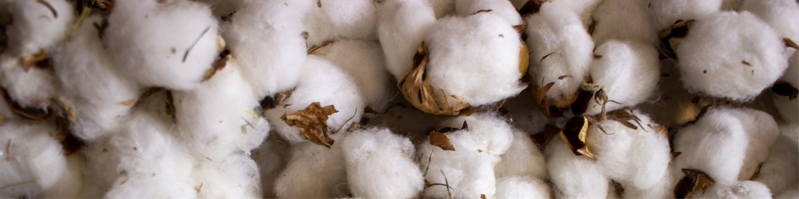 Everything you need to know about organic cotton
